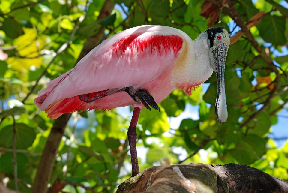 Spoonbill Perched | Shutterbug